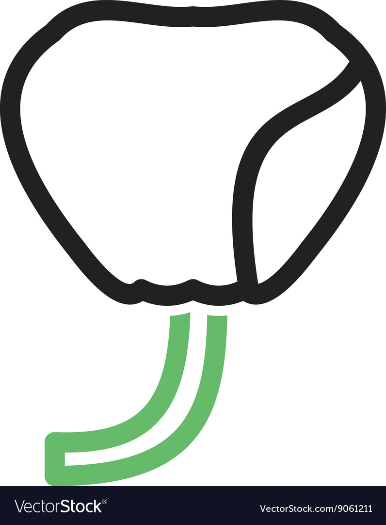 Prostate Royalty Free Vector Image - VectorStock