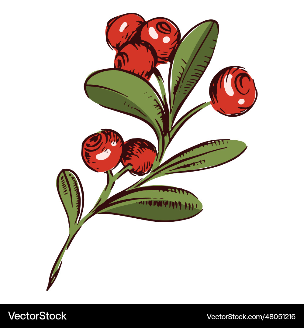 Cranberries branch Royalty Free Vector Image - VectorStock