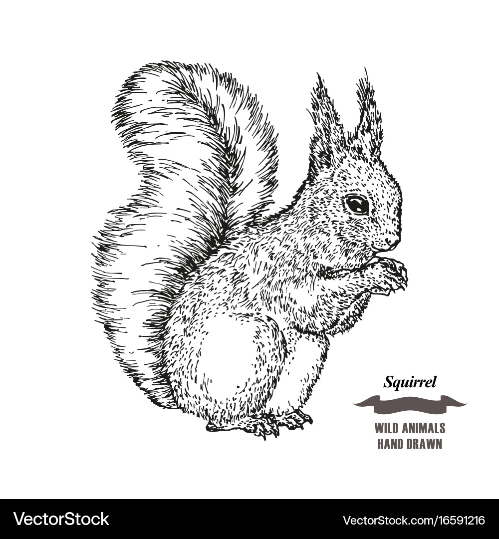 Forest animal squirrel hand drawn black ink Vector Image