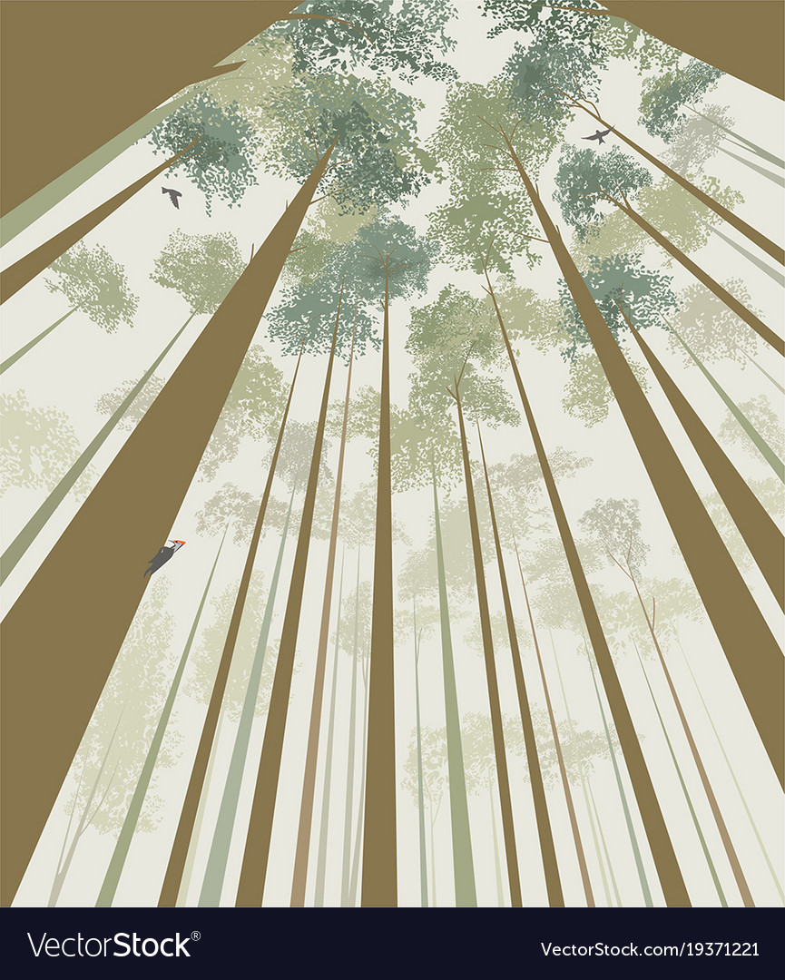 Trees pierce sky Royalty Free Vector Image - VectorStock
