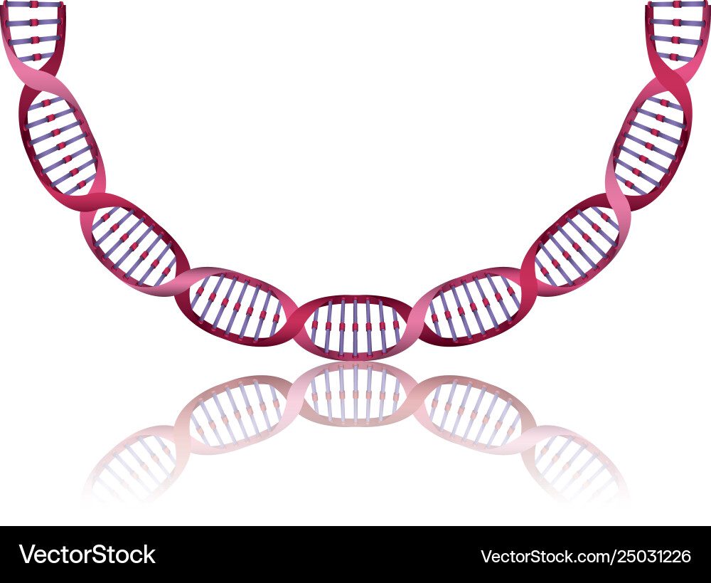 Dna chain with curve science colorful icon Vector Image