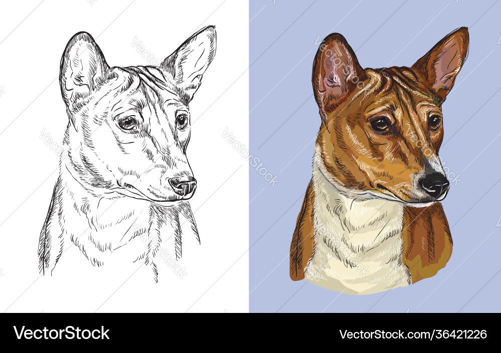 Portrait cute dog basenji Royalty Free Vector Image