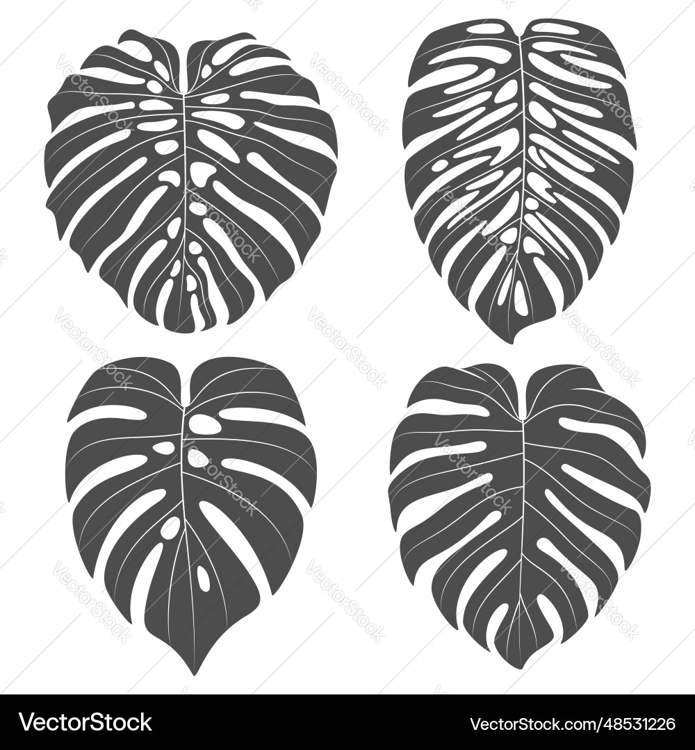 With monstera creeper plant leaves Royalty Free Vector Image