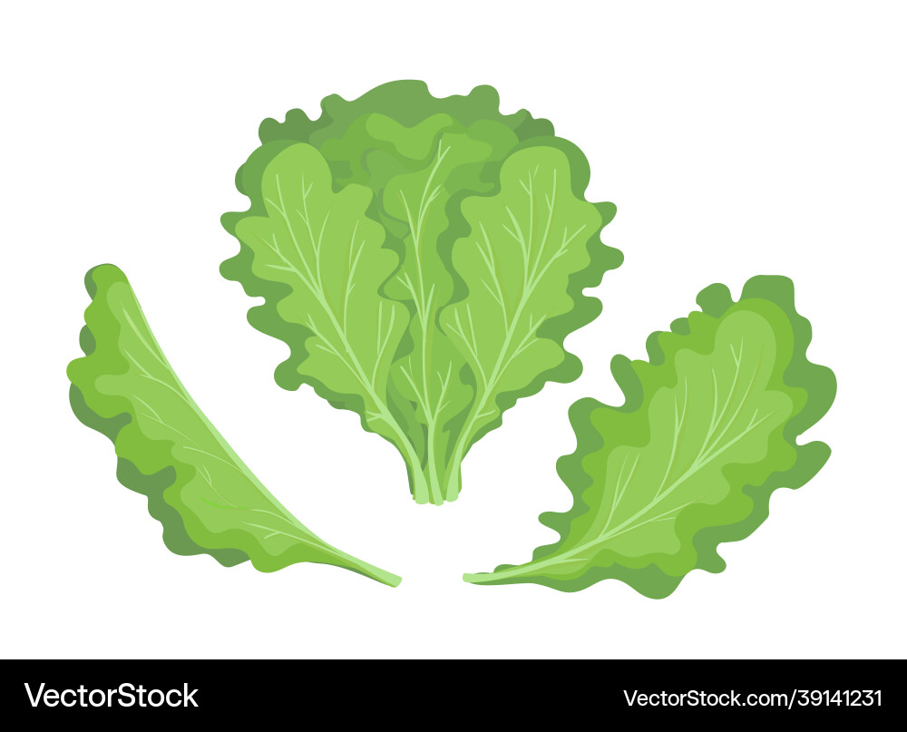 Green lettuces leaves Royalty Free Vector Image