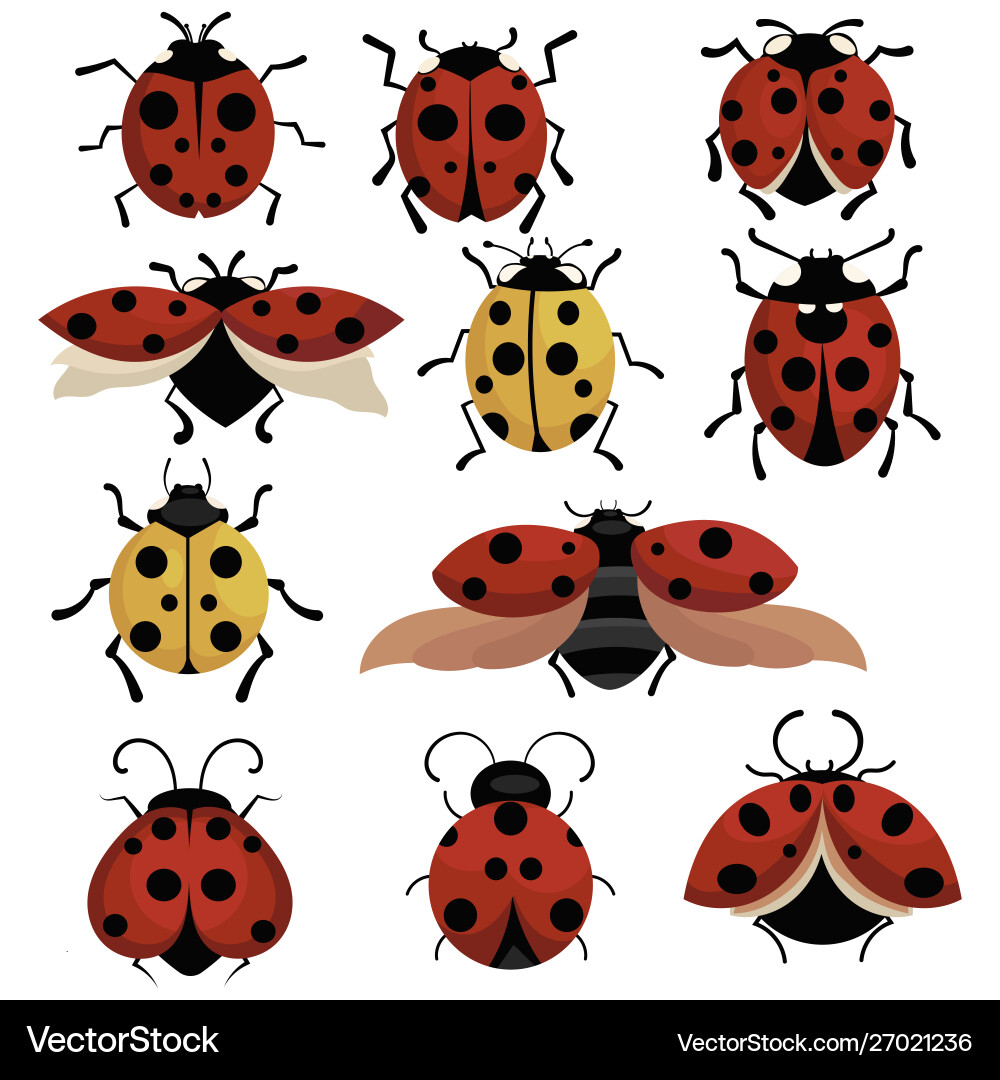 Set ladybirds collection cartoon insects Vector Image