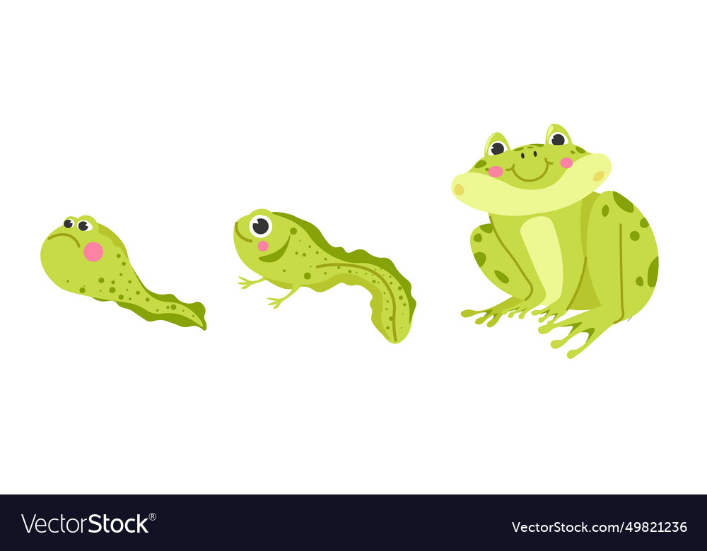 Tadpole froglet frog evolution development cycle Vector Image