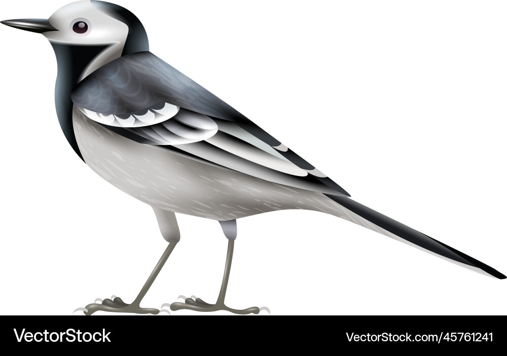 White wagtail bird composition Royalty Free Vector Image