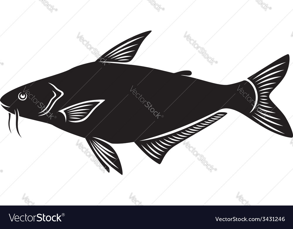 Pangasius Royalty Free Vector Image - VectorStock