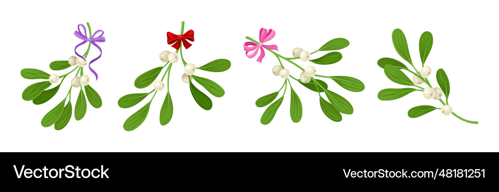 Mistletoe green branches with oblong leaves Vector Image