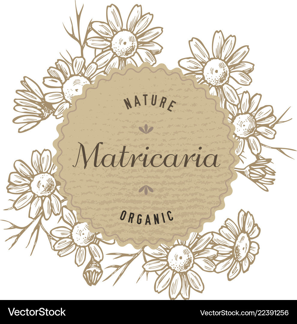 Round paper emblem over chamomiles hand drawn Vector Image