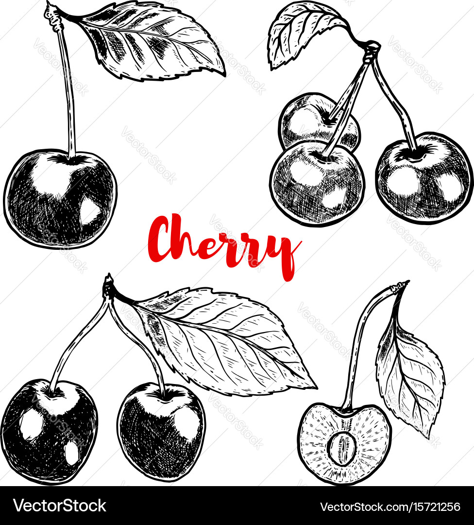 Set of hand drawn cherry on white background Vector Image
