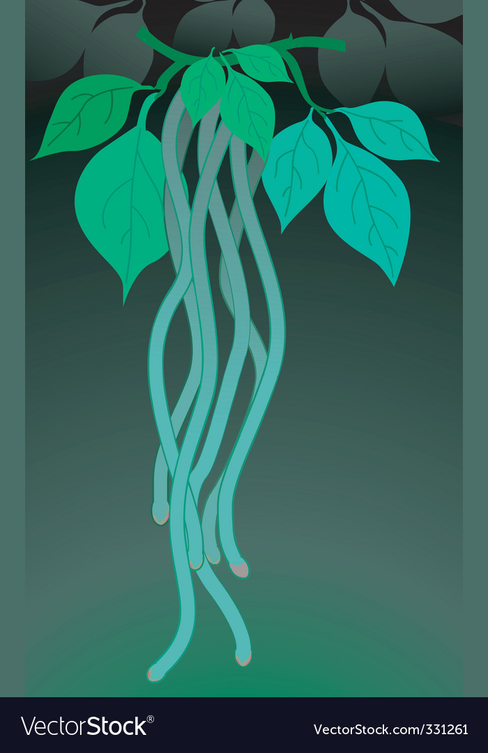 Beans Royalty Free Vector Image - VectorStock