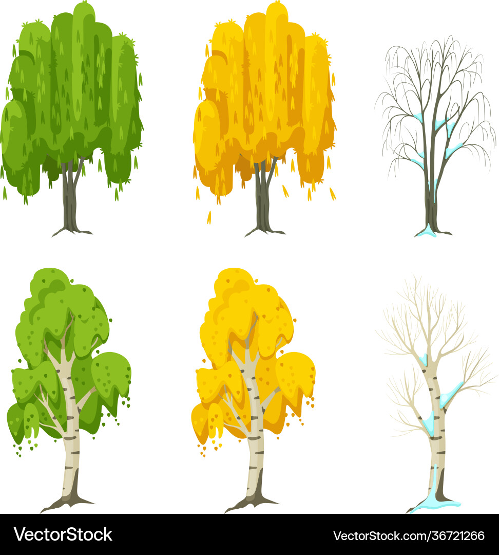 Cartoon tree at different times year birch and Vector Image