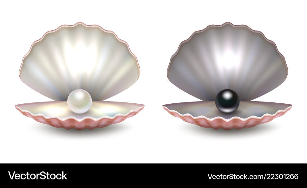 Realistic 3d beautiful natural opened pearl Vector Image