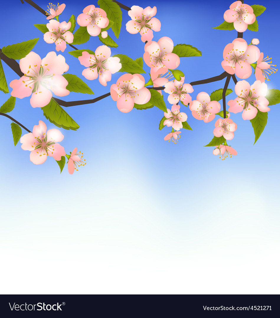 Spring background a blossoming tree branch Vector Image