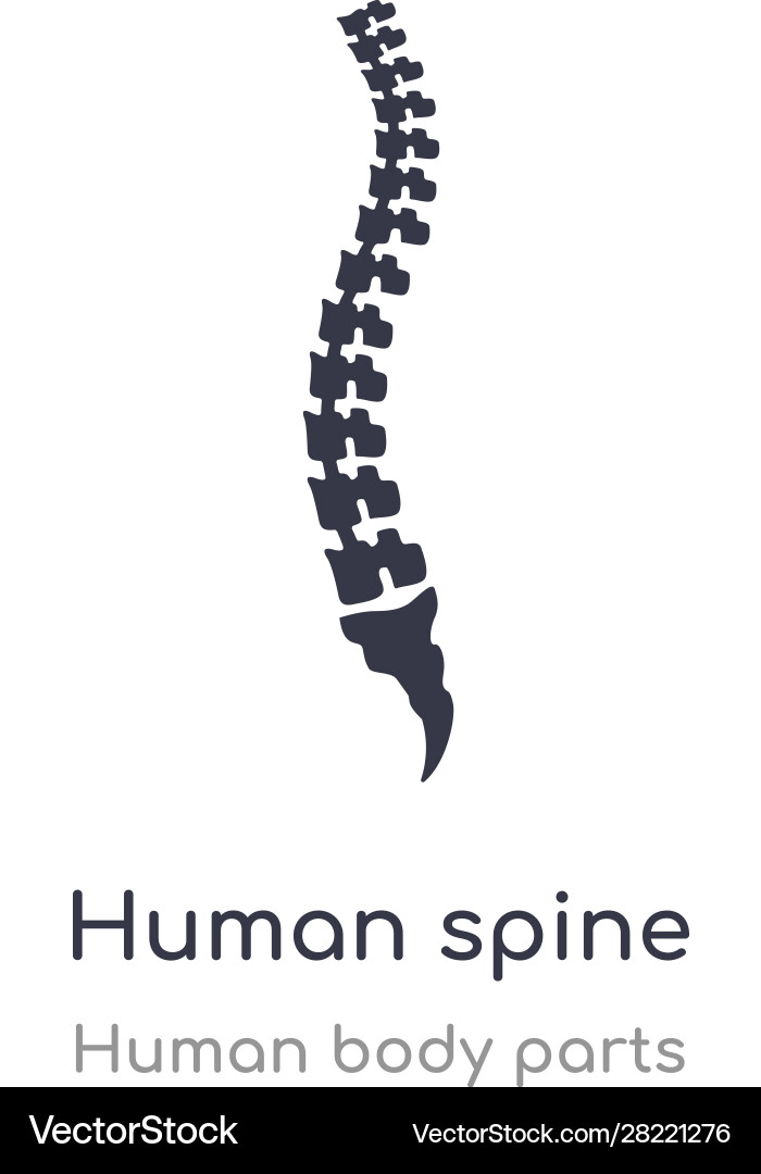 Human spine outline icon isolated line from Vector Image
