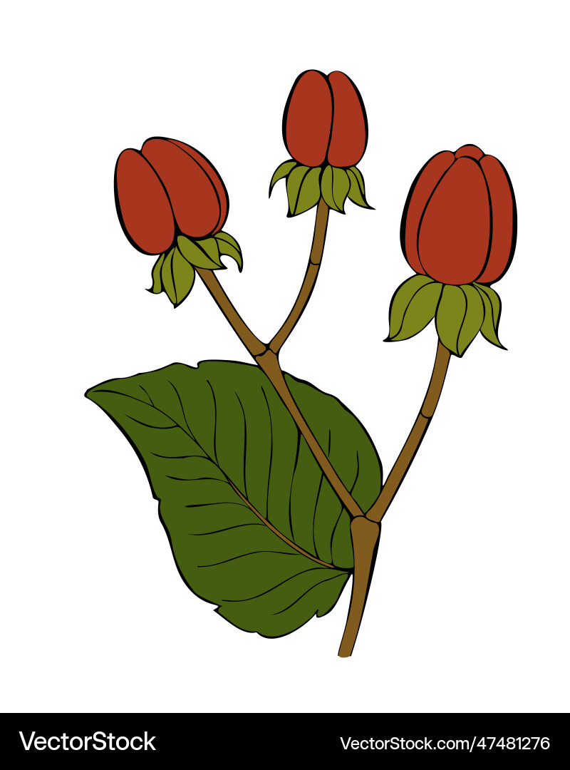 Hypericum androsaemum sketch hand drawn Royalty Free Vector