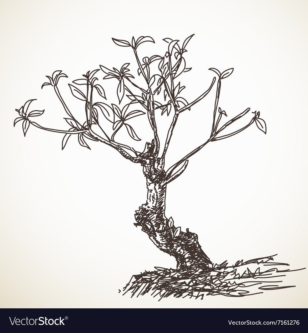 Small tree Royalty Free Vector Image - VectorStock