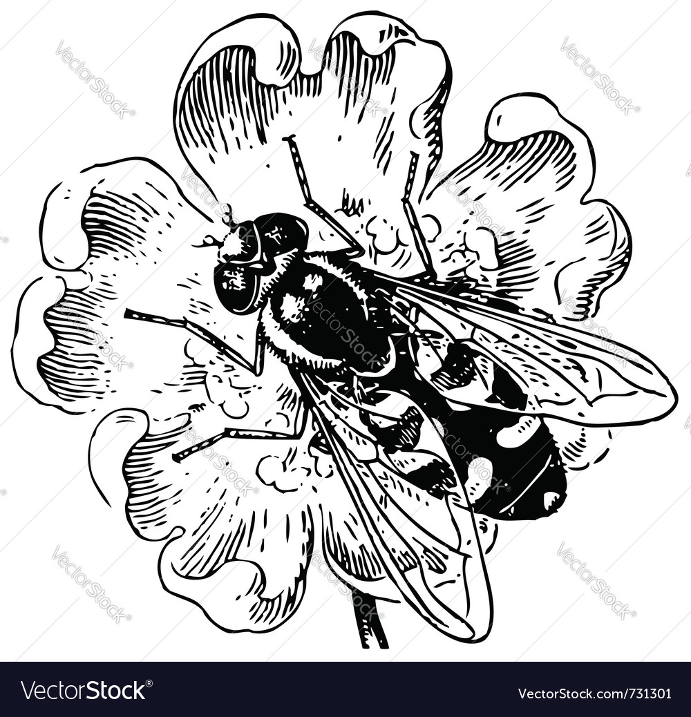 Syrphidae Royalty Free Vector Image - VectorStock