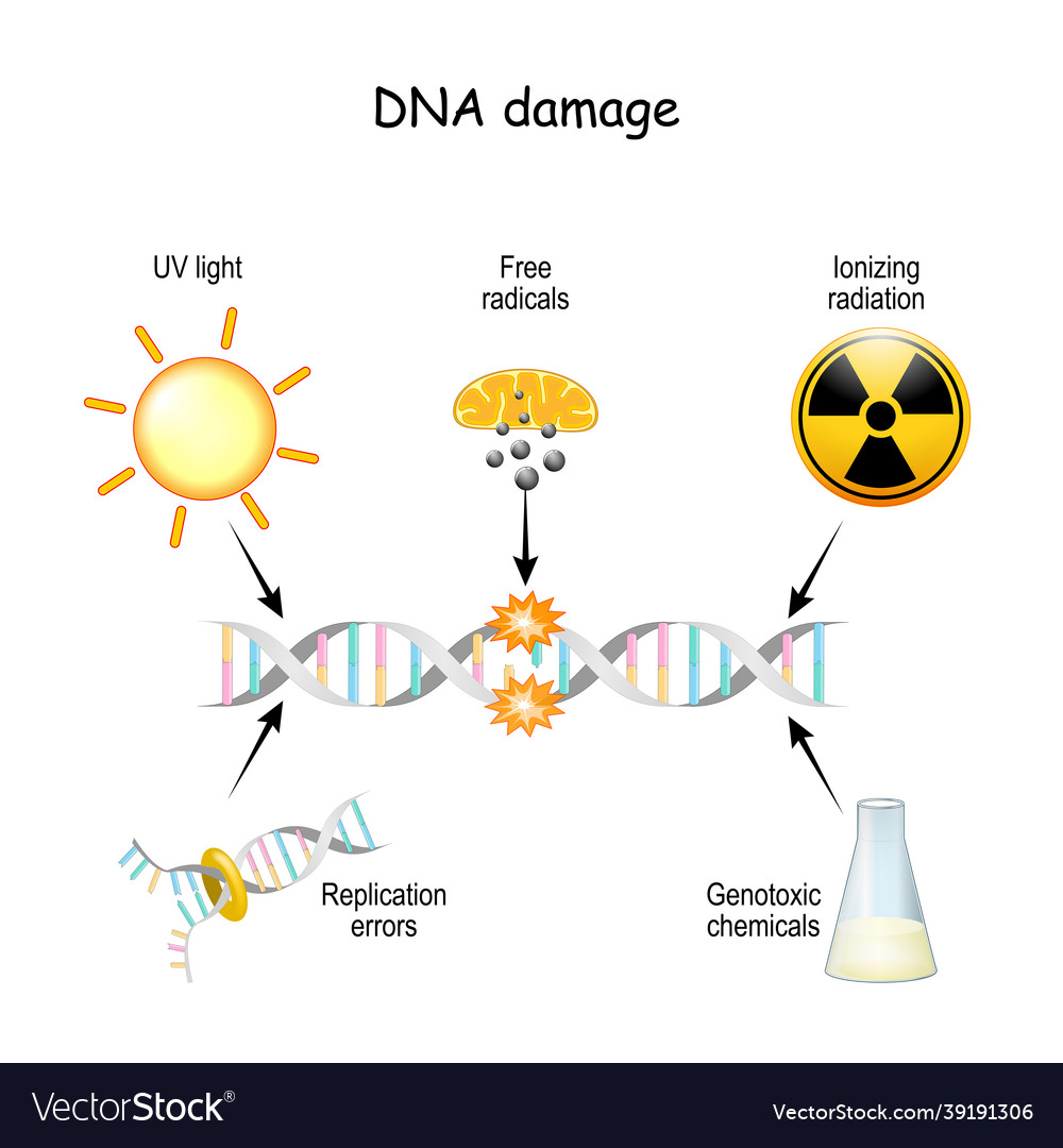Dna damage Royalty Free Vector Image - VectorStock