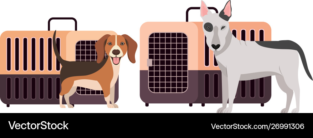 Dogs and pet transport boxes on white background Vector Image