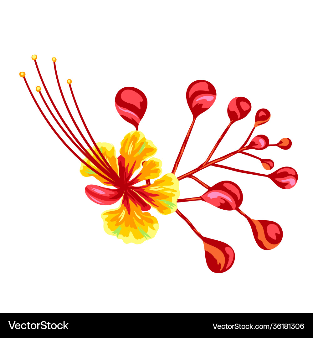 Tropical caesalpinia flower Royalty Free Vector Image