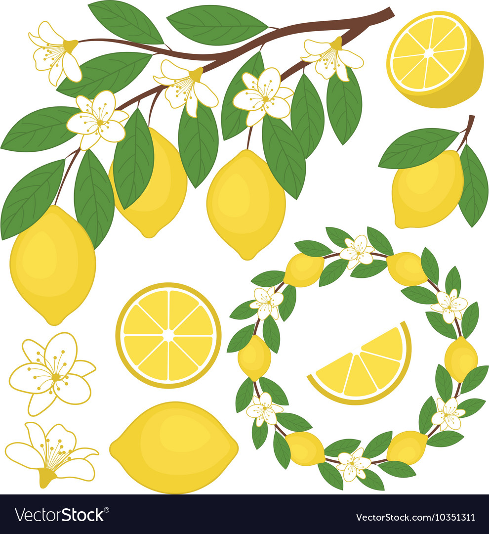 Lemon set Royalty Free Vector Image - VectorStock