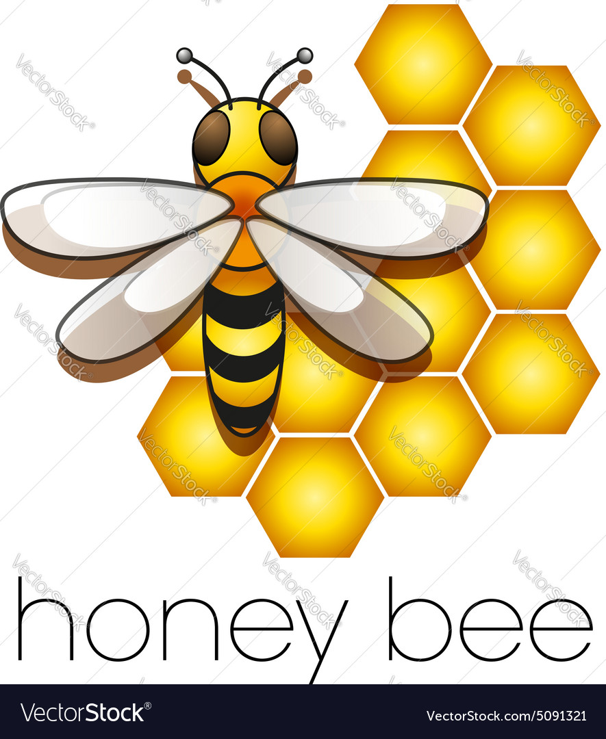 Honeybee Royalty Free Vector Image - VectorStock