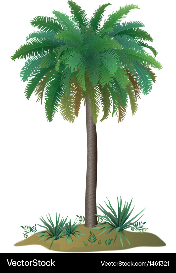 Palm tree and plants Royalty Free Vector Image