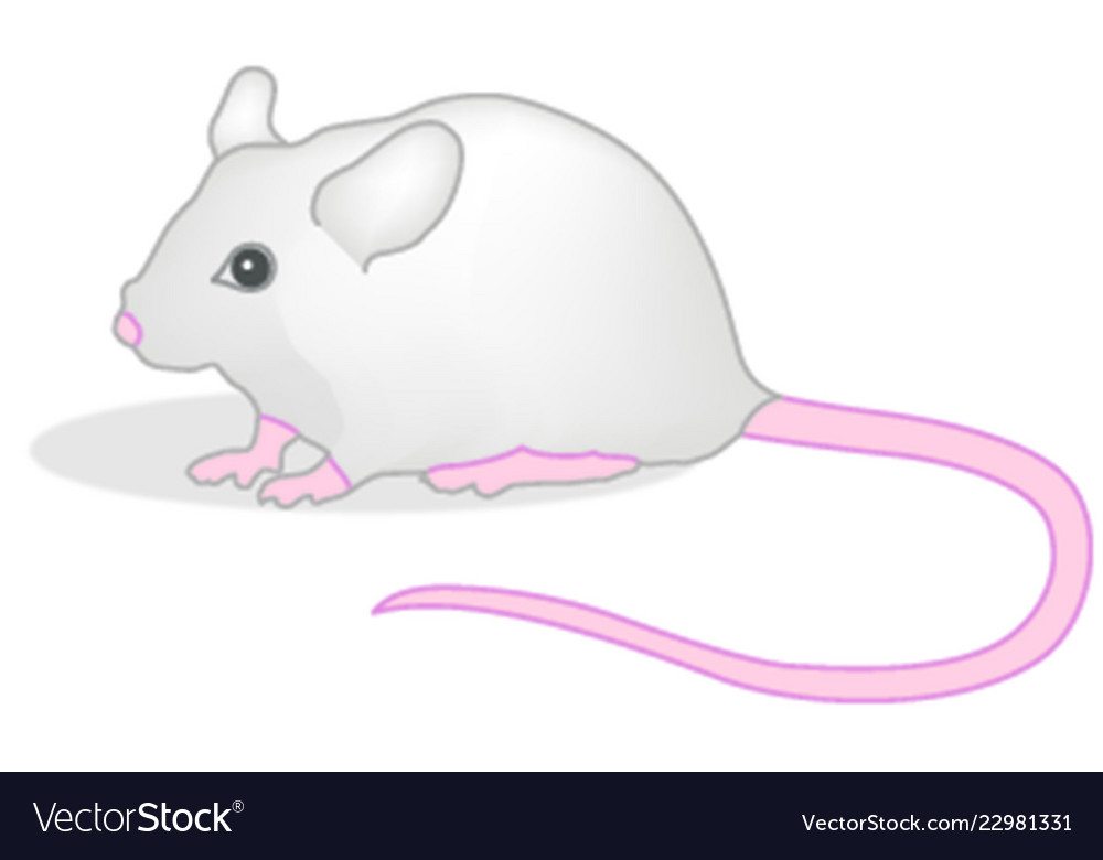 Mouse Royalty Free Vector Image - VectorStock