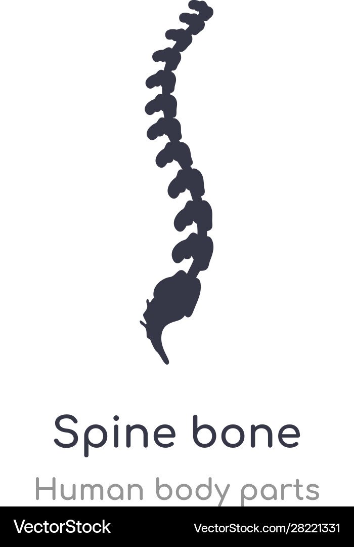 Spine bone outline icon isolated line from human Vector Image