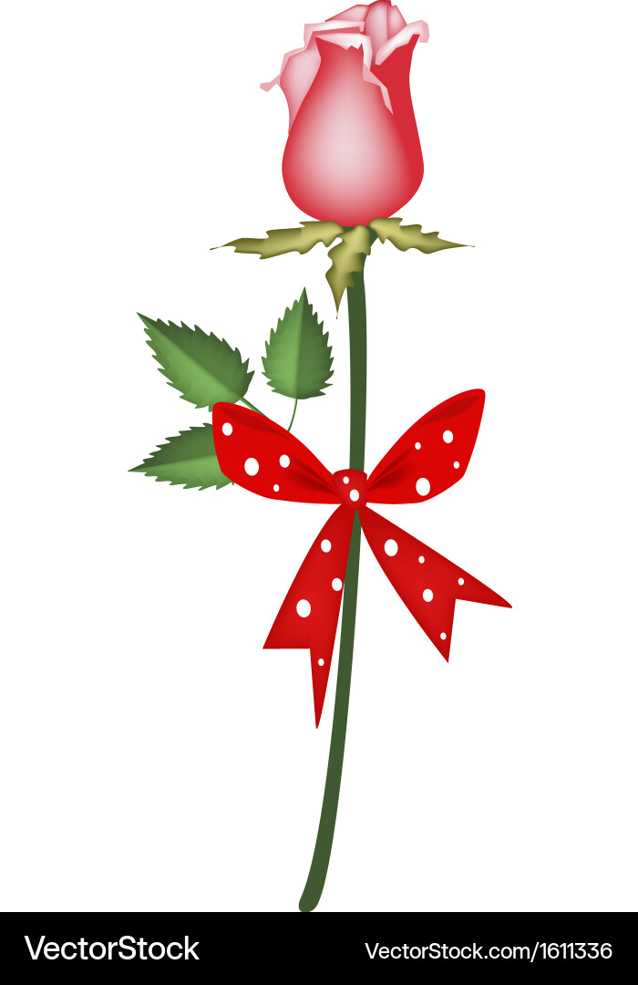A lovely red rose with ribbon Royalty Free Vector Image