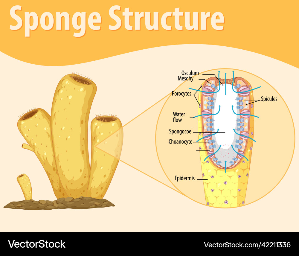 Diagram showing structure of sponge Royalty Free Vector