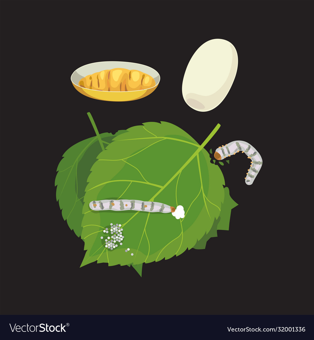 Silkworm Royalty Free Vector Image - VectorStock