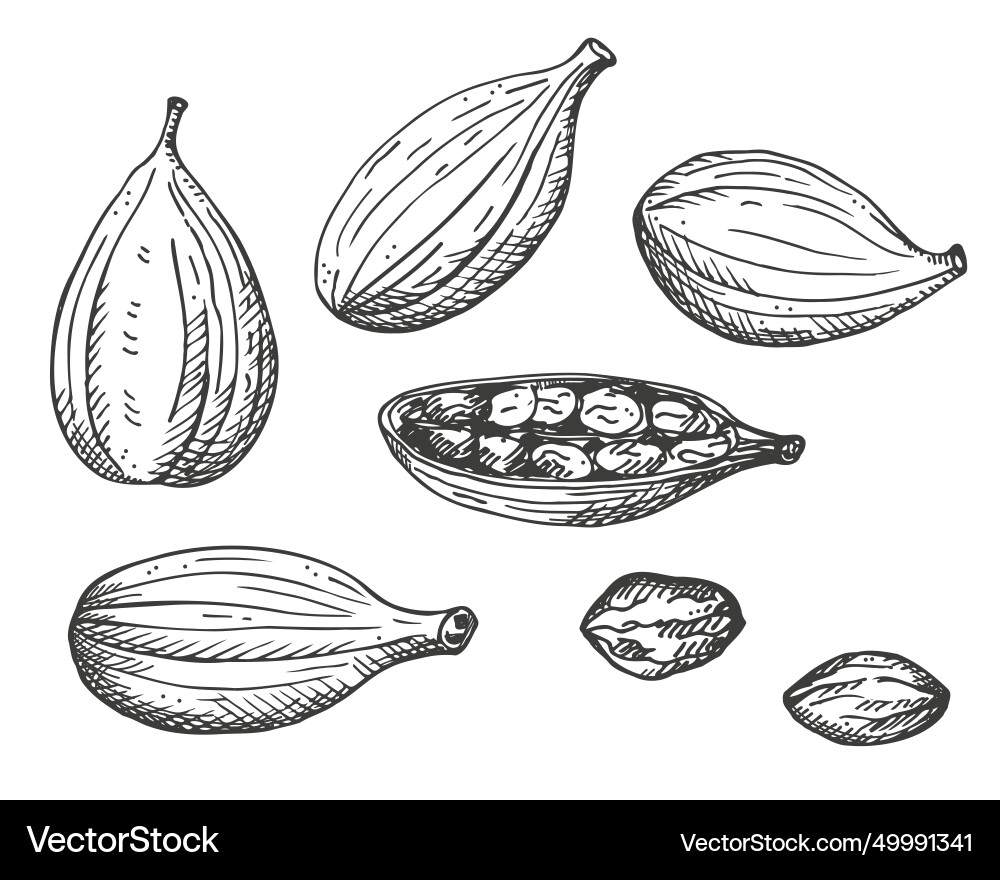 Cardamom aromatic camphor spice engraved sketch Vector Image
