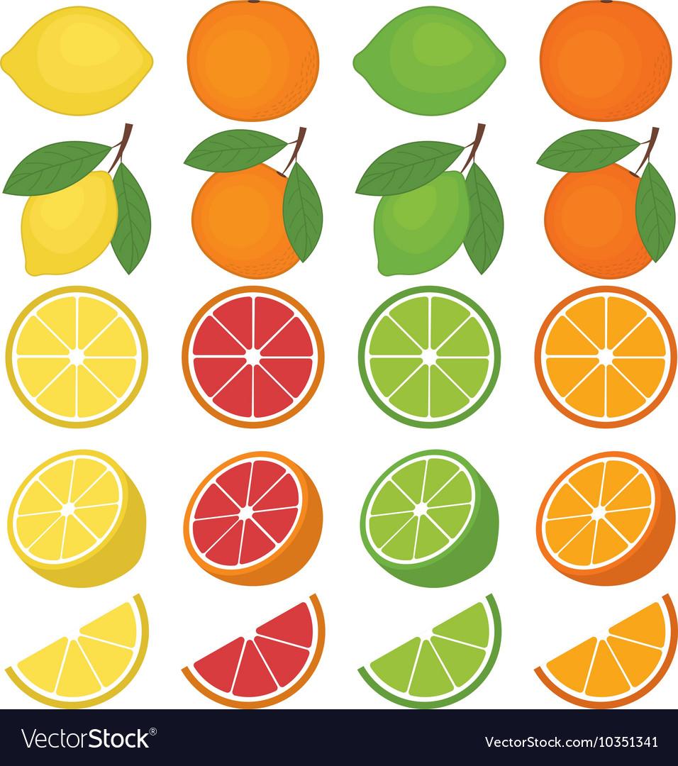 Citrus set Royalty Free Vector Image - VectorStock