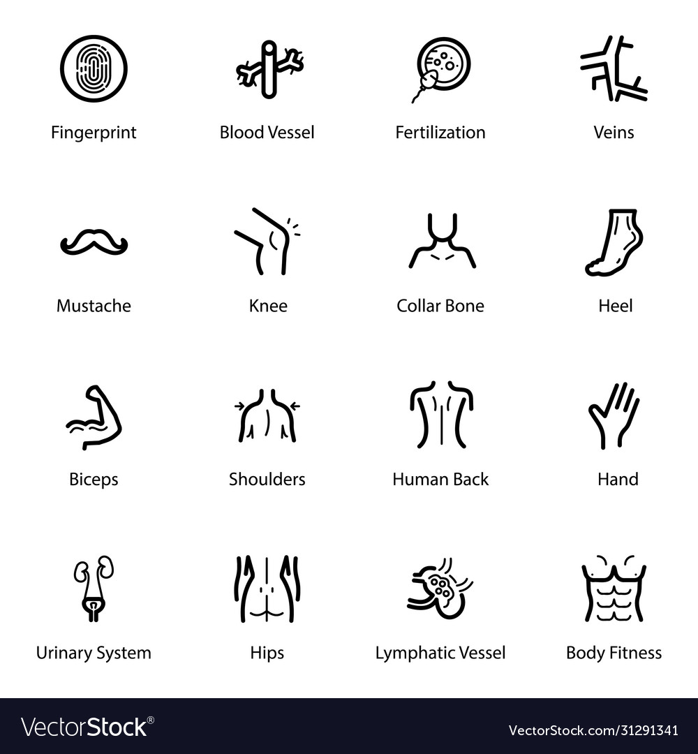 Internal body organs line icons pack Royalty Free Vector