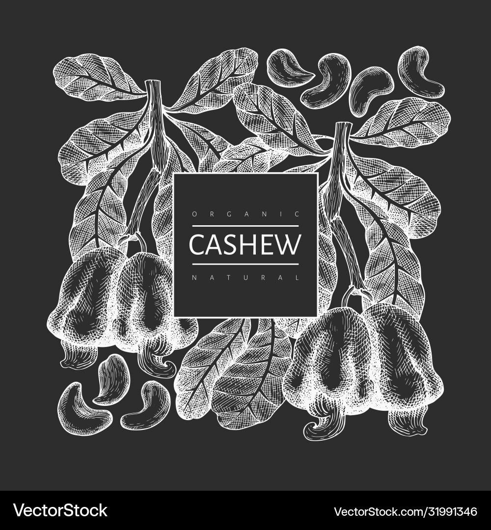 Hand drawn sketch cashew design template organic Vector Image