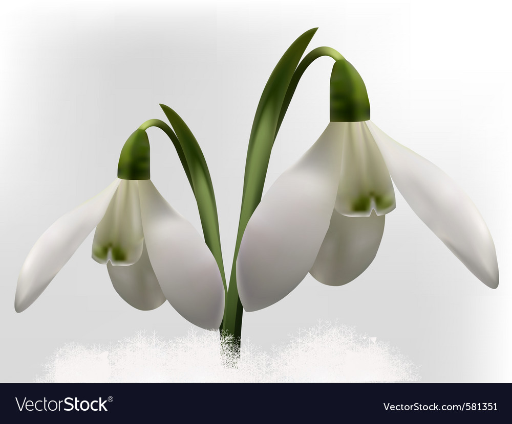 Snowdrops Royalty Free Vector Image - VectorStock