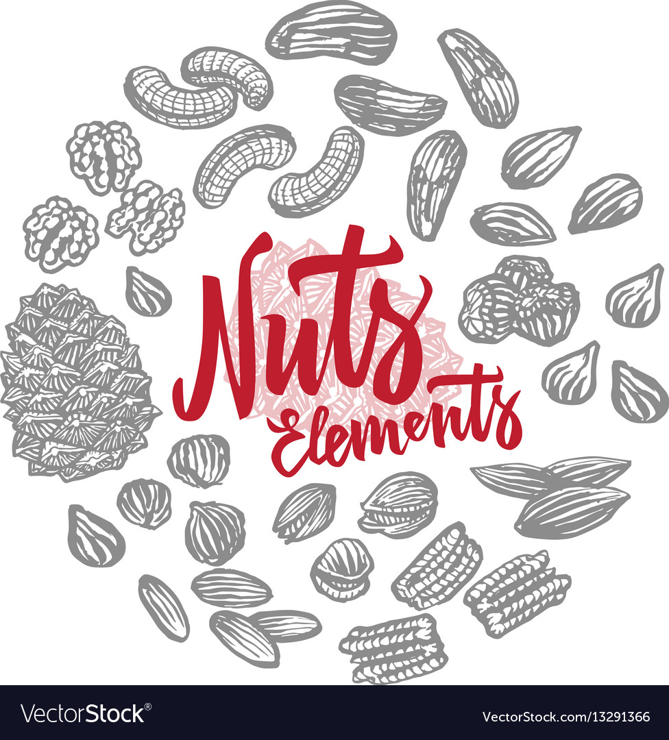 Sketch nuts elements round composition Royalty Free Vector