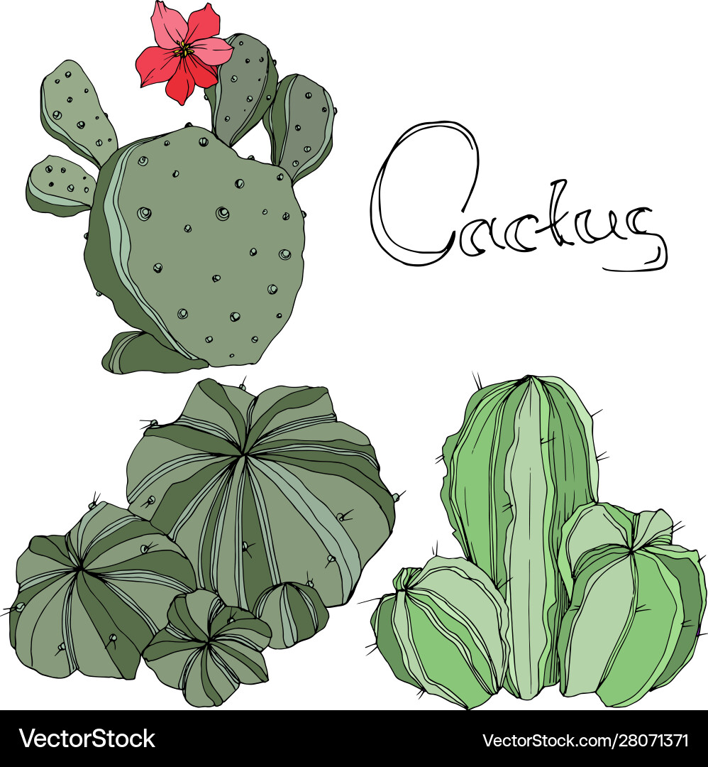 Green cactus floral botanical flower Royalty Free Vector
