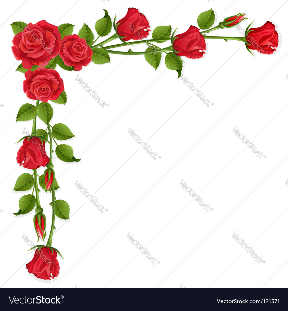 Roses Royalty Free Vector Image - VectorStock