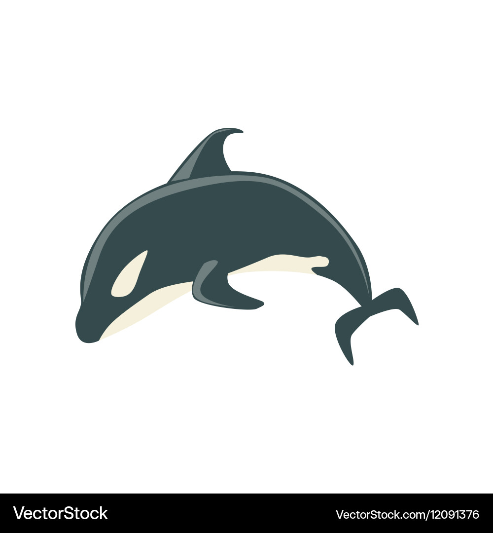 Orca black and white arctic killer whale swimming Vector Image