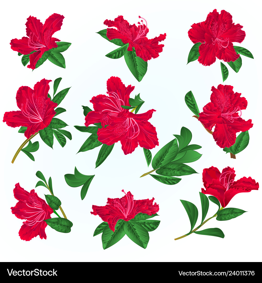 Red flowers rhododendrons and leaves Royalty Free Vector