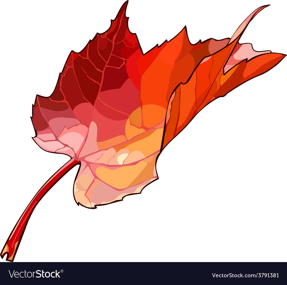 Autumn maple leaf Royalty Free Vector Image - VectorStock
