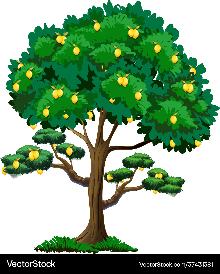 Lemon tree in cartoon style isolated on white Vector Image