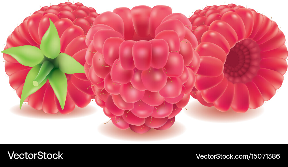 Group of fresh raspberry isolated on white Vector Image