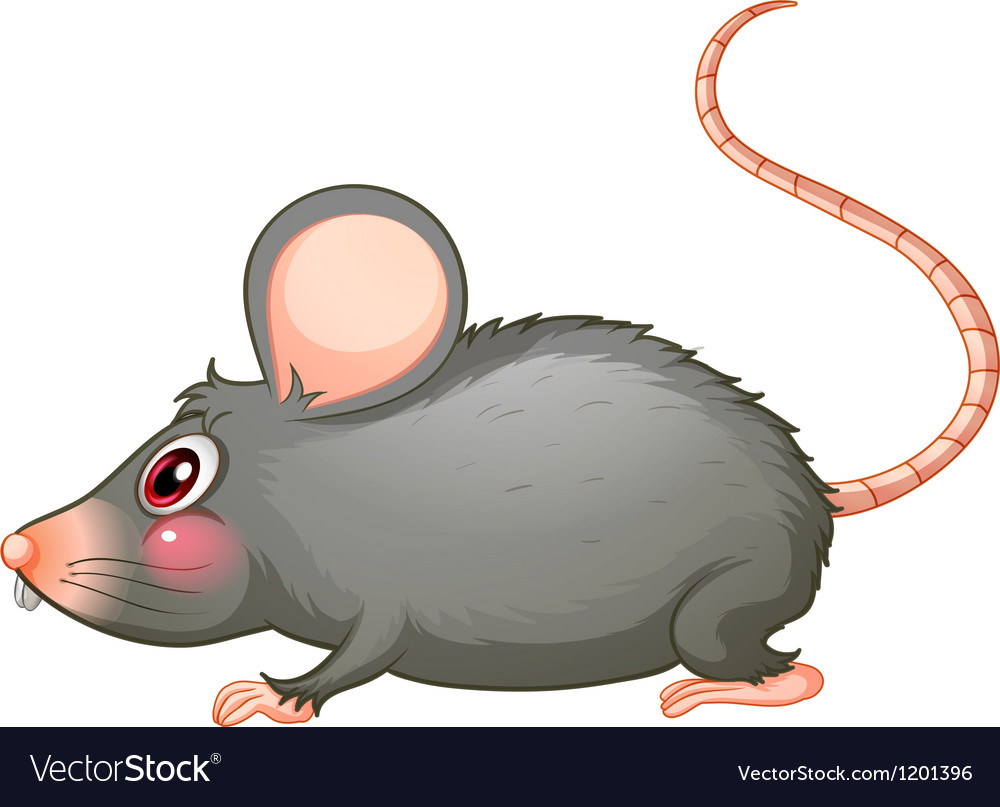 A gray rat Royalty Free Vector Image - VectorStock