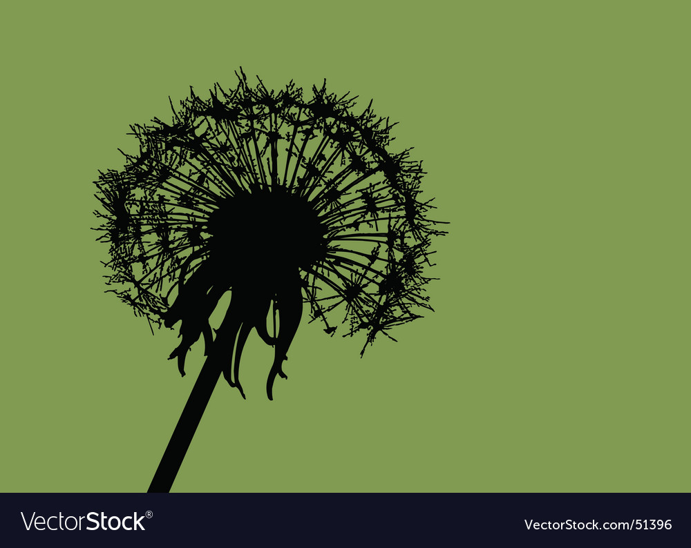 Dandelion Royalty Free Vector Image - VectorStock