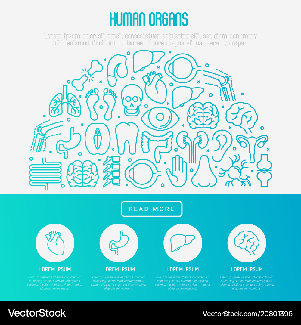 Human internal organs concept in half circle Vector Image